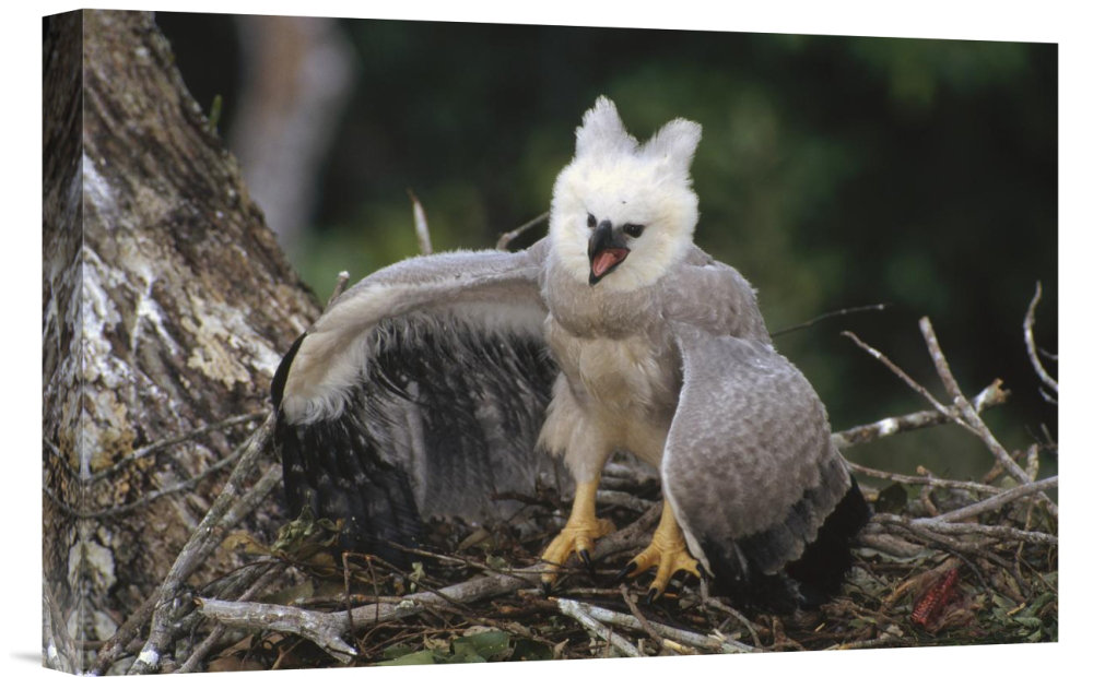 East Urban Home 'Harpy Eagle Juvenile in Nest Taking a Threat Posture, Amazonian Peru ...
